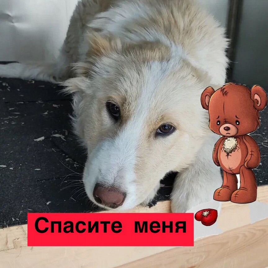 Малышка в отлове щенок бесплатно