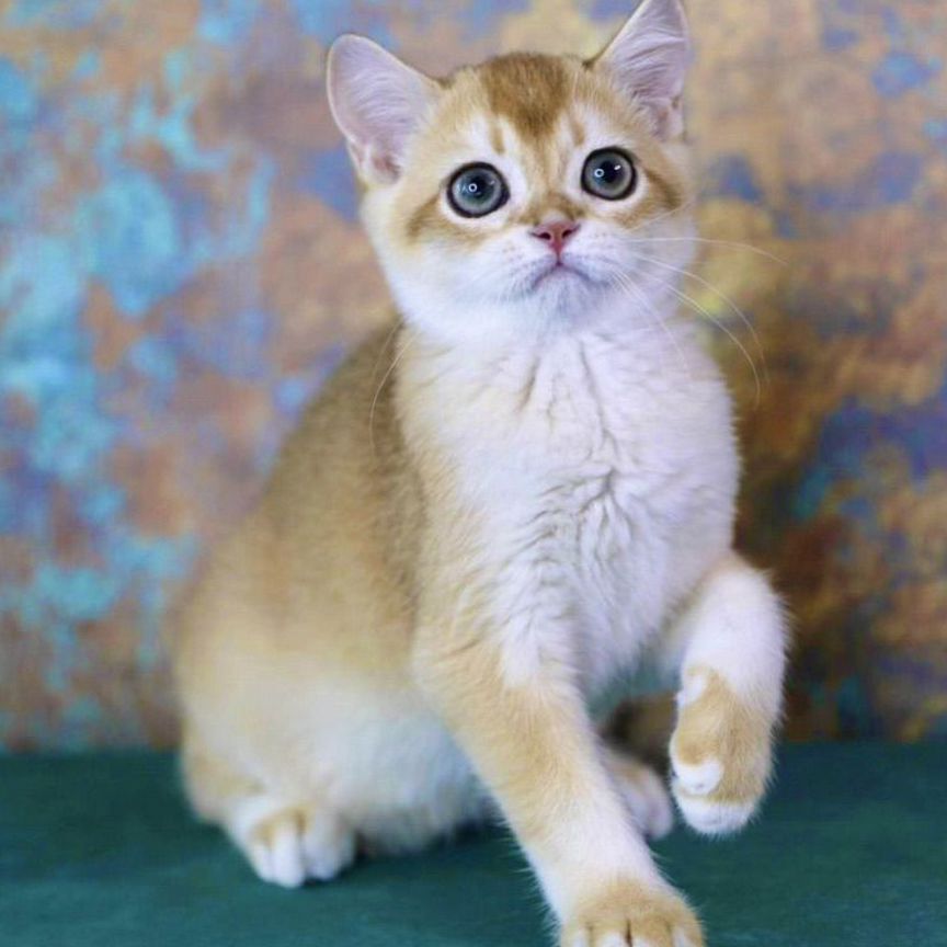 Шотландский прямоухий короткошёрстный котёнок