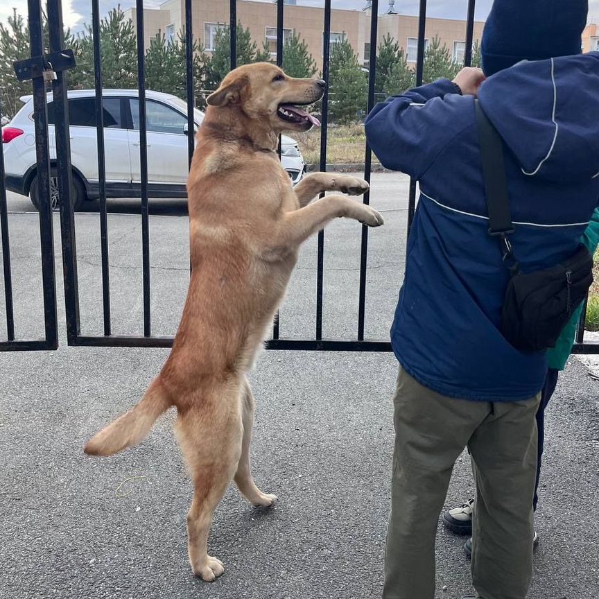 Взрослый пёс в добрые руки