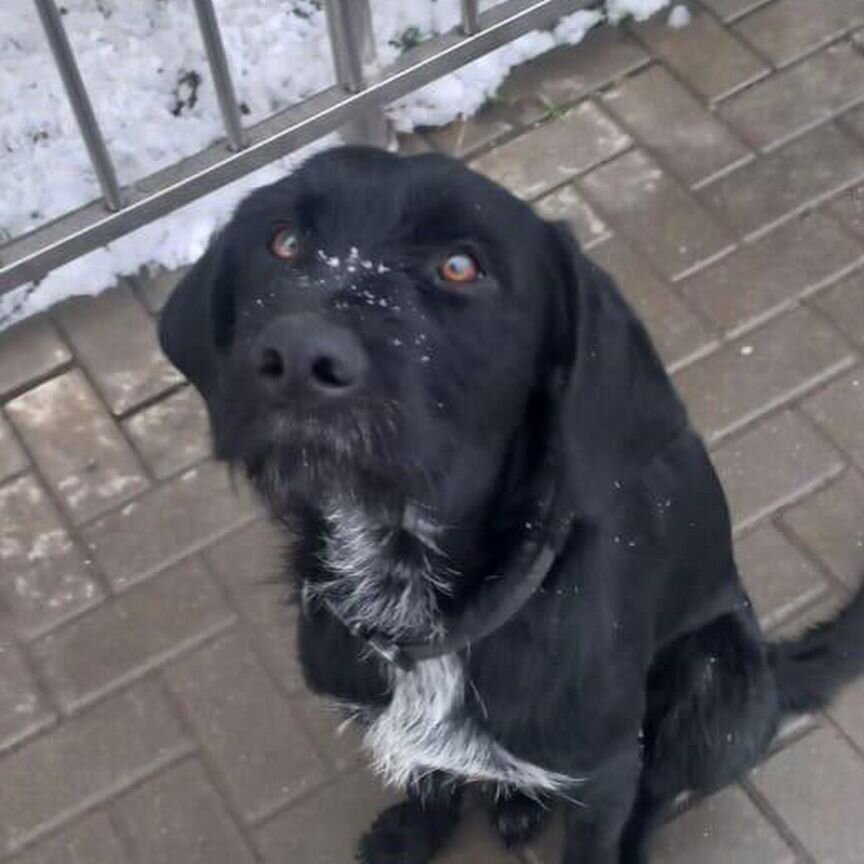 Умный пёсик в добрые руки