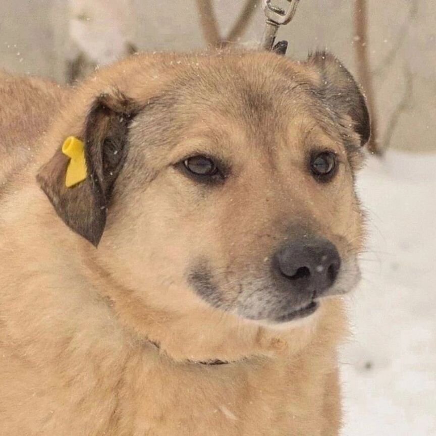 Собака в добрые руки. Плюша