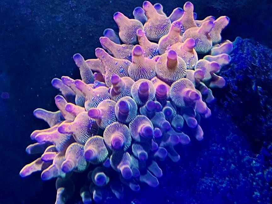 Коралл актиния пузырчатая