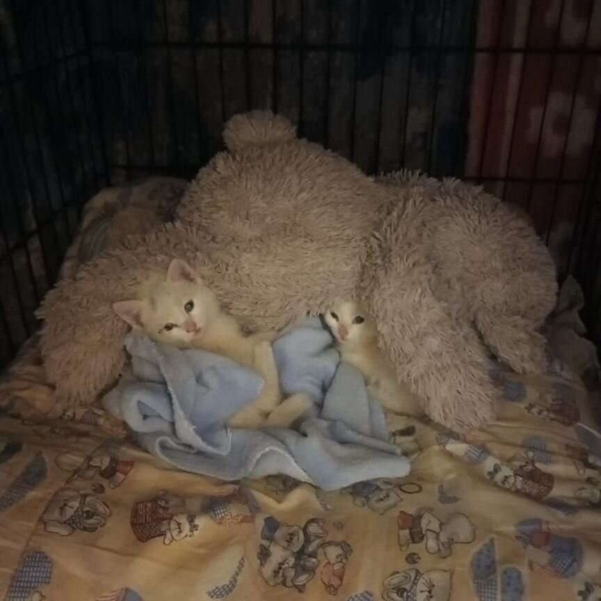 Котята белые