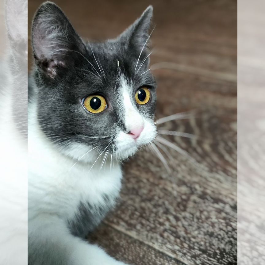 Котики бесплатно в добрые руки