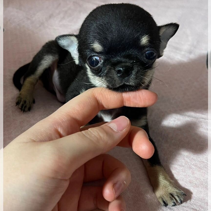 Щенки чихуахуа