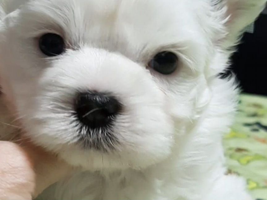 Цветной йорк