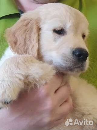 Перспективный кобель золотистого ретривера