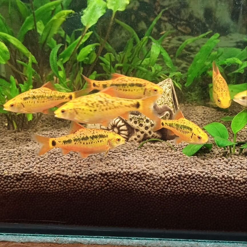 Барбус шуберта