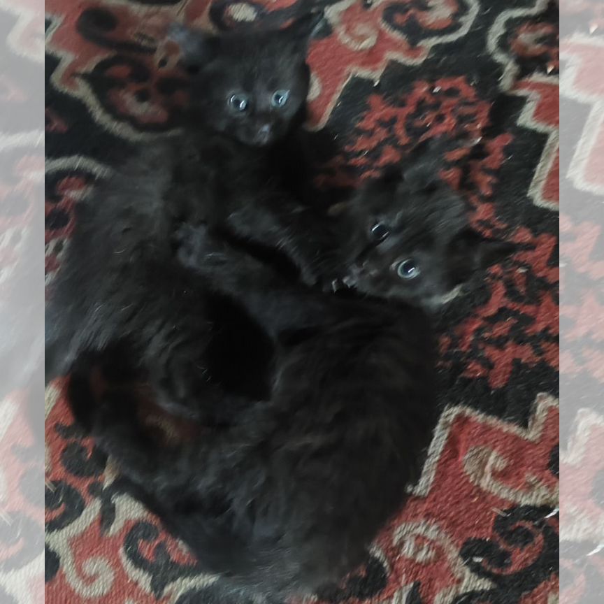 Котёнок от частного владельца