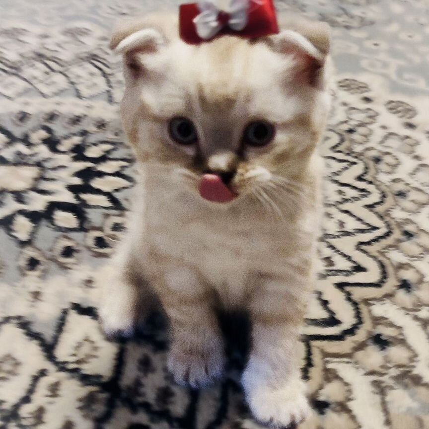 Шотландские вислоухие котята