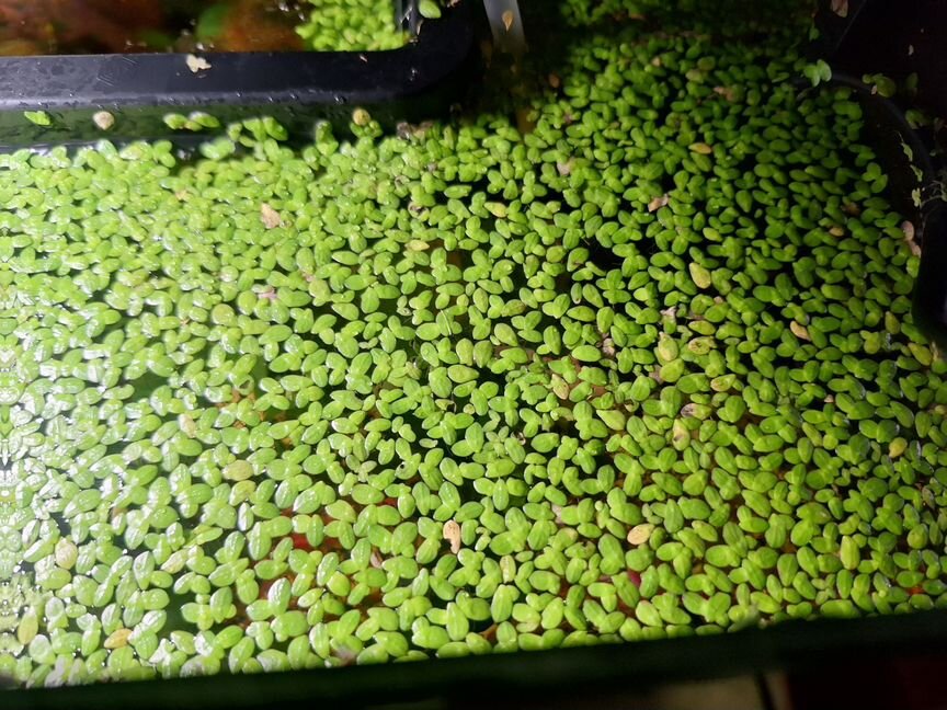 Ряска аквариумная