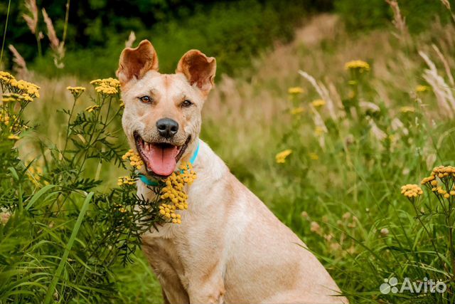 Собака Вета ищет дом (нянька для деток)