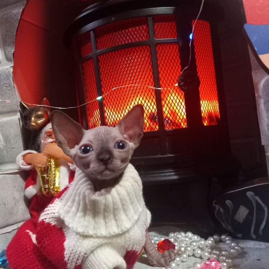 Канадский сфинкс котенок