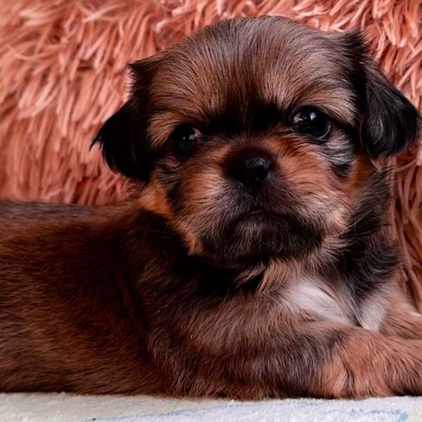 Щеночки - пекинесики