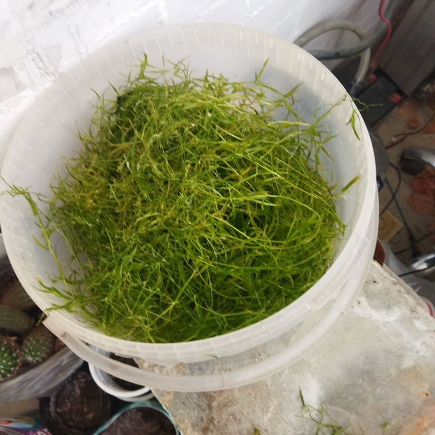 Аквариумные растения