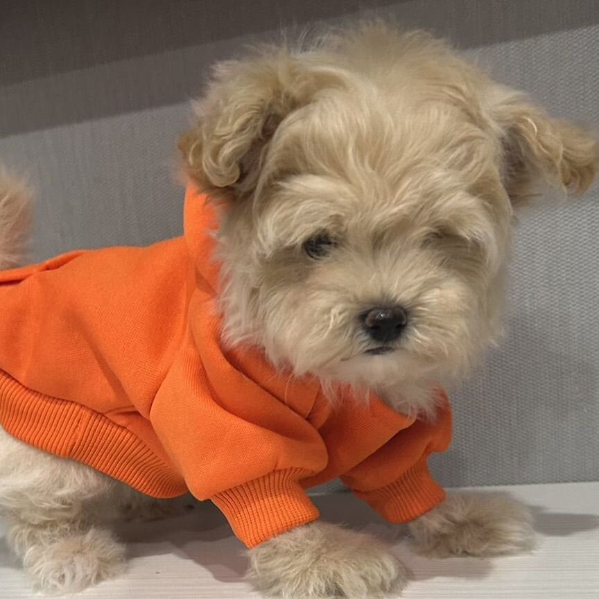 Мальтипу, щенок