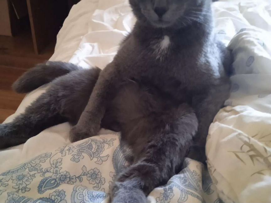 Русская голубая кот