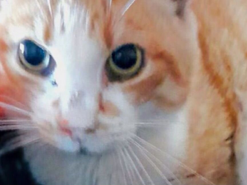 Рыжуля после эндоскопии