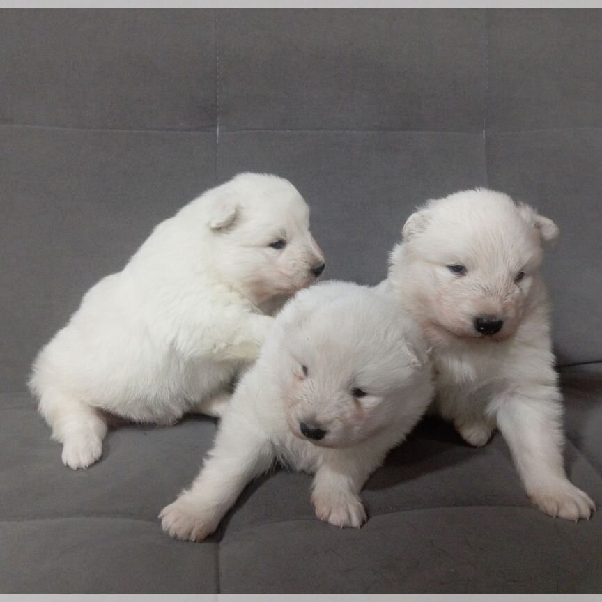 Самоедская собака, щенок