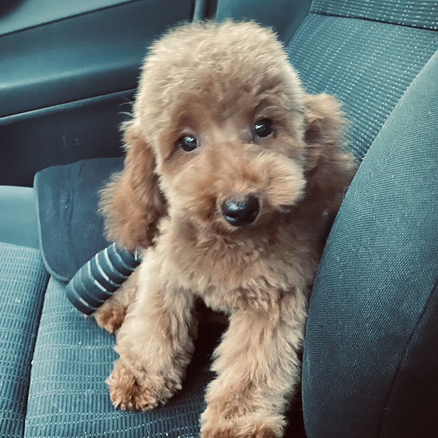 Карликовый пудель, щенок