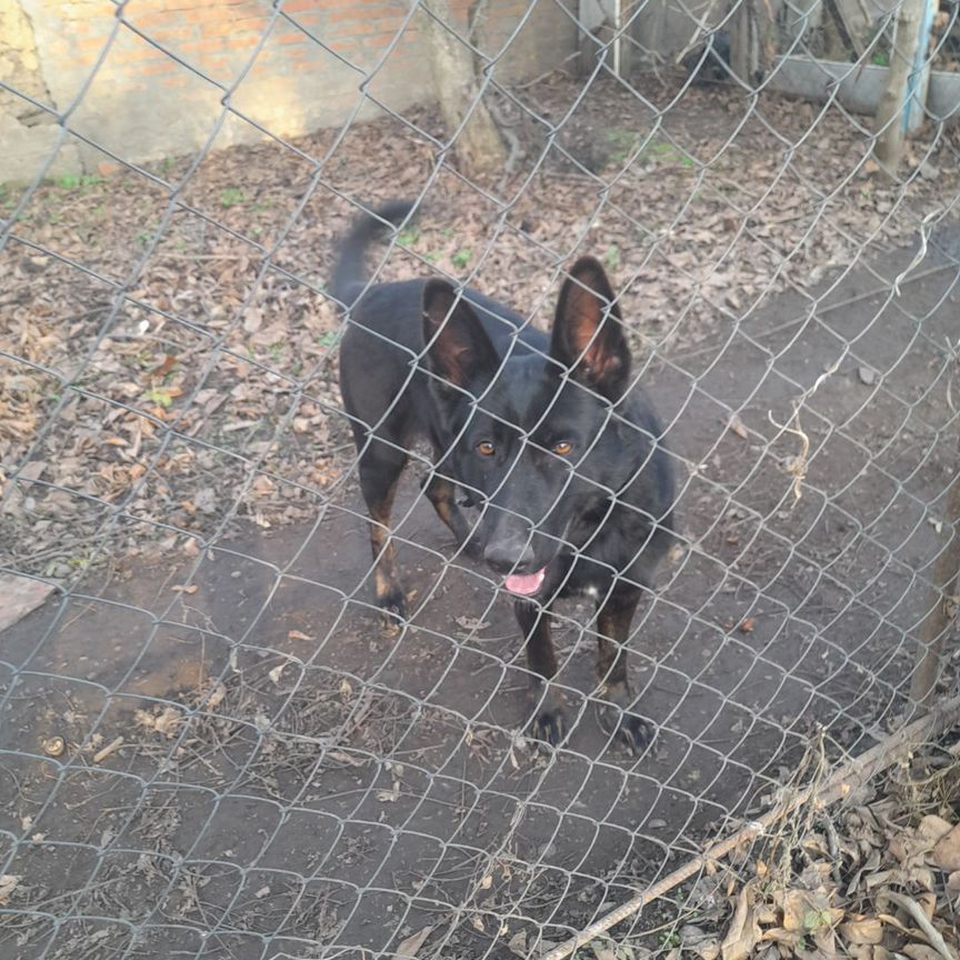 Отдам в хорошие руки овчарку