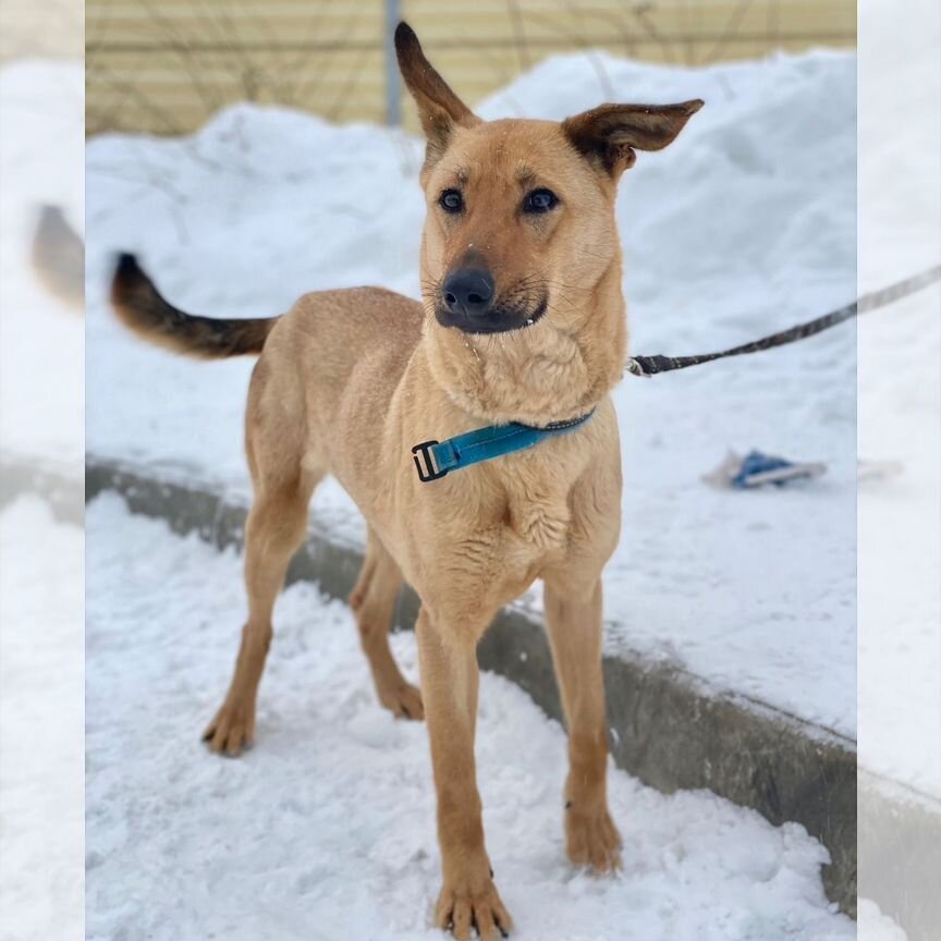 Щенок в добрые руки