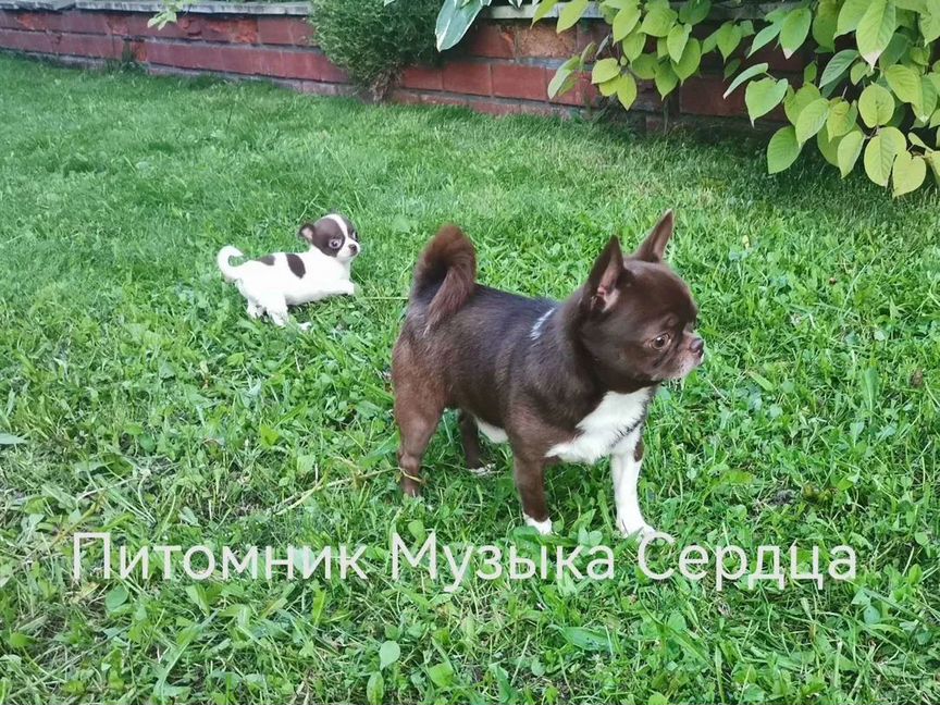 Чихуахуа вязка