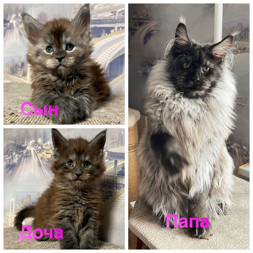 Котята мейн-кун