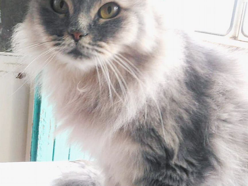 Пушистая кошечка Люся грустит в клетке