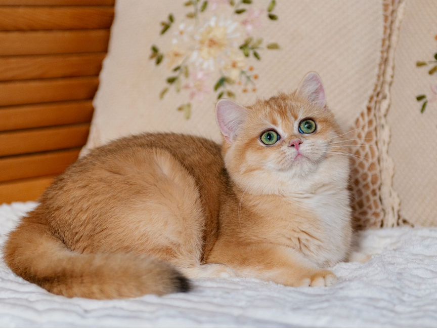 Британская королевишна