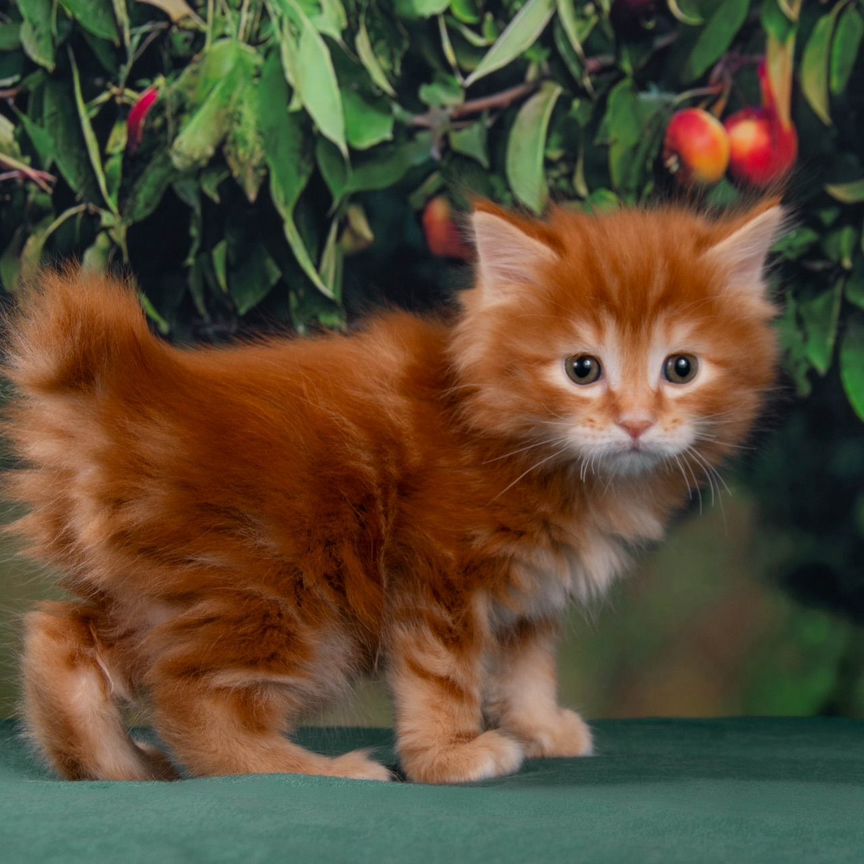 Котята породы курильский бобтейл