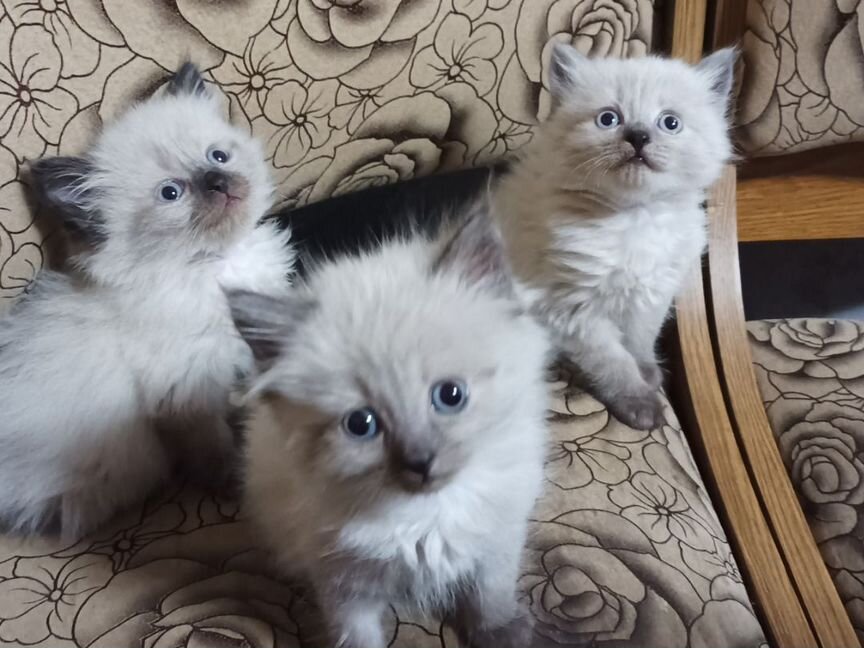 Котята в добрые руки бесплатно