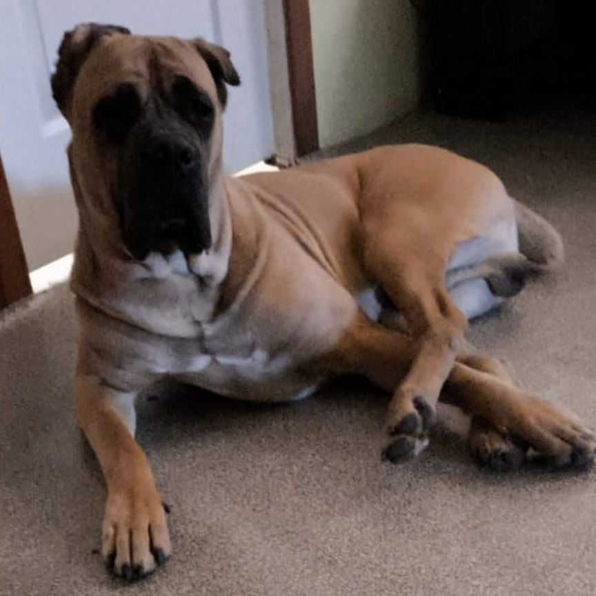 Кане-корсо, взрослый пёс