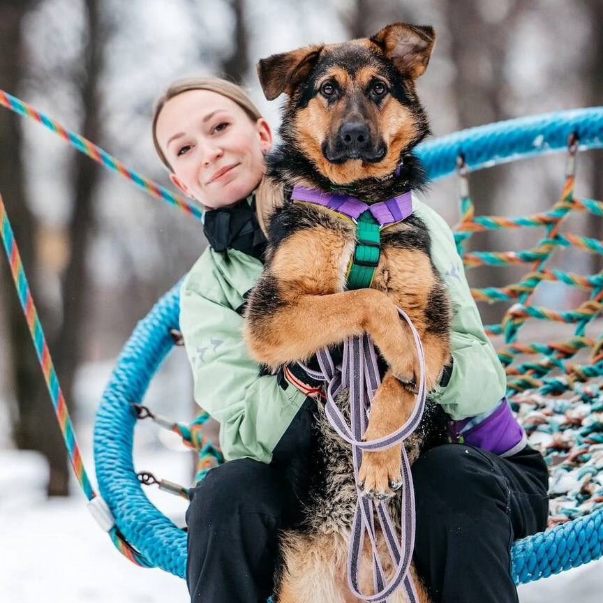 Немецкая овчарка, щенок