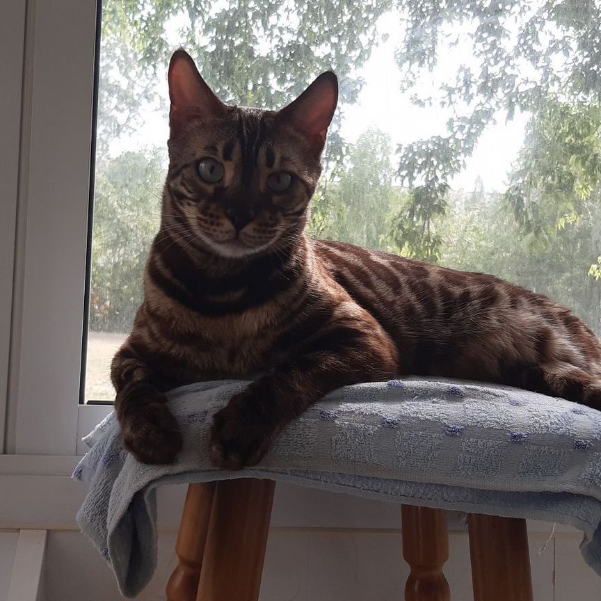Кот бенгал, 4 года