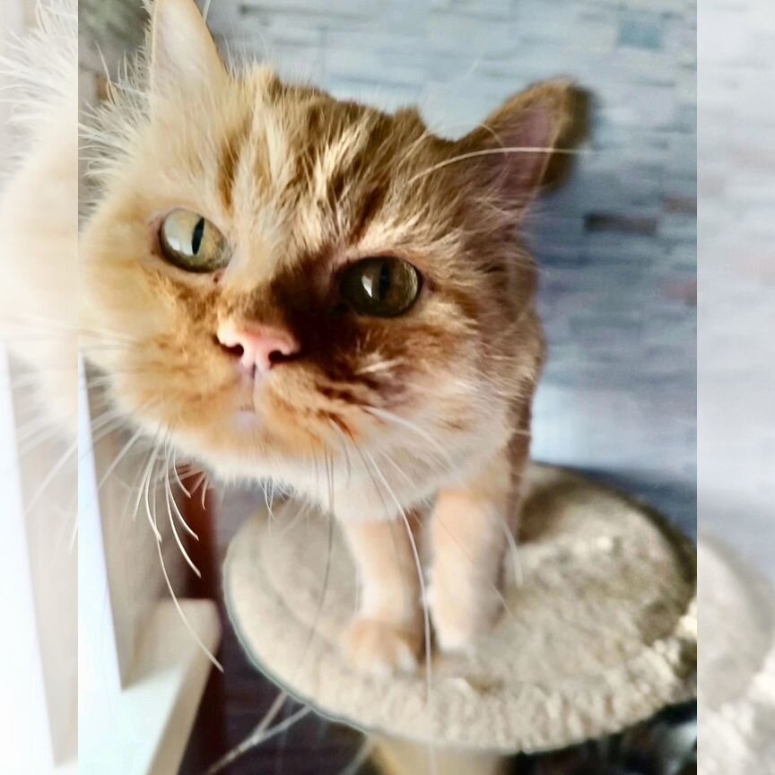 Кошка экзотка в добрые руки