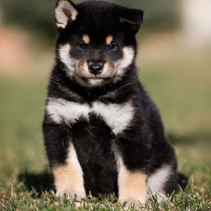 Щенок сиба кобель черно-подпадалого окраса