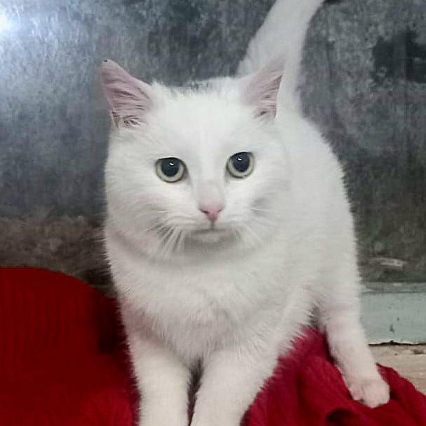 Кефирчик котик ищет дом