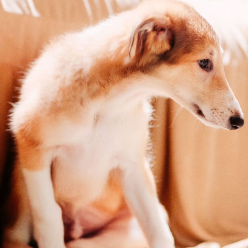 Русская псовая борзая, щенок