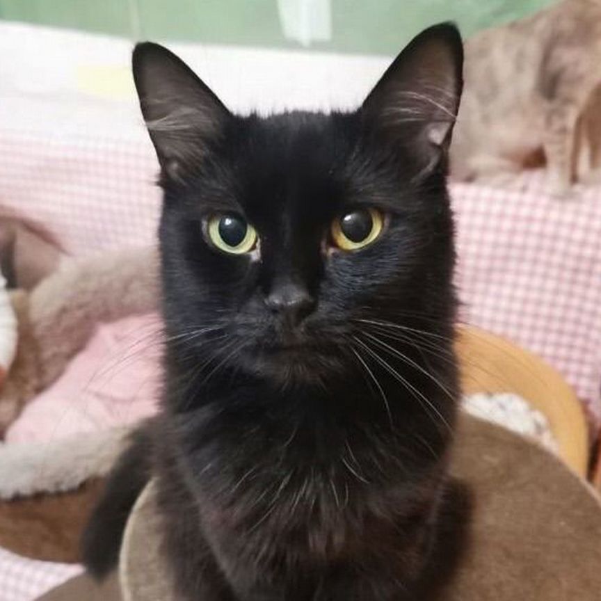 Нежный которебенок