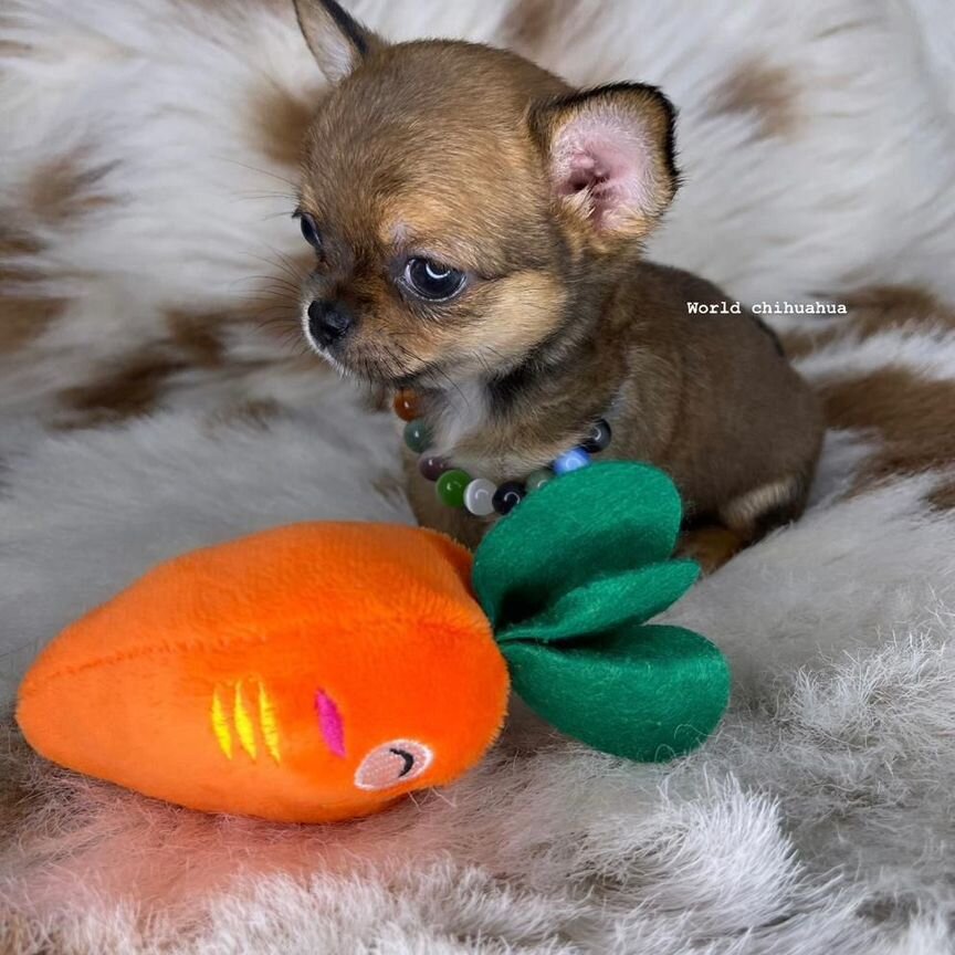 Невероятный Micro Мальчишка