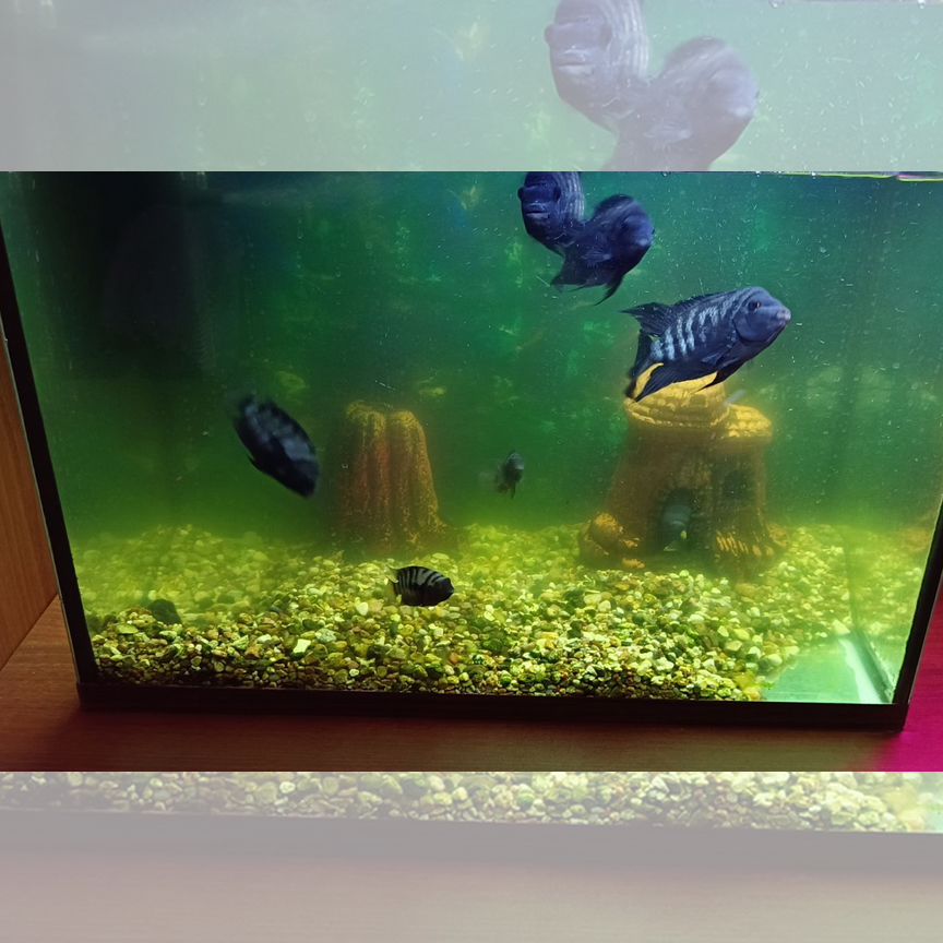 Аквариумные рыбки