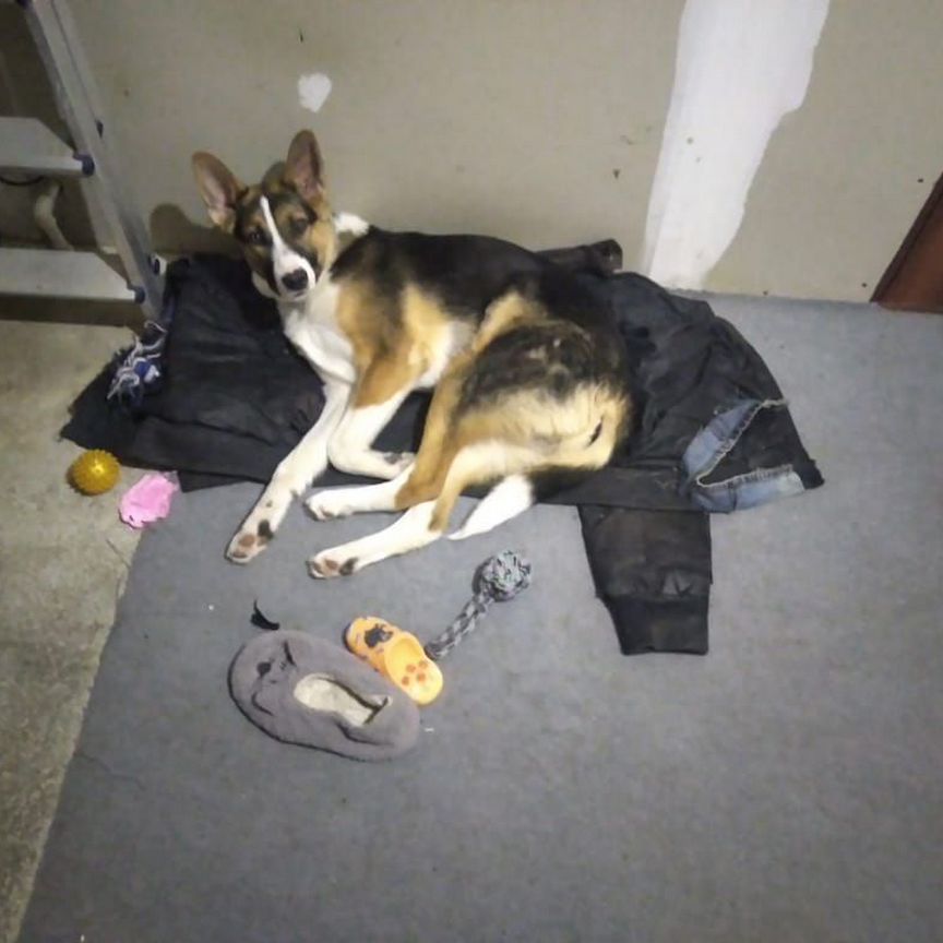 Отдам щенка в добрые руки