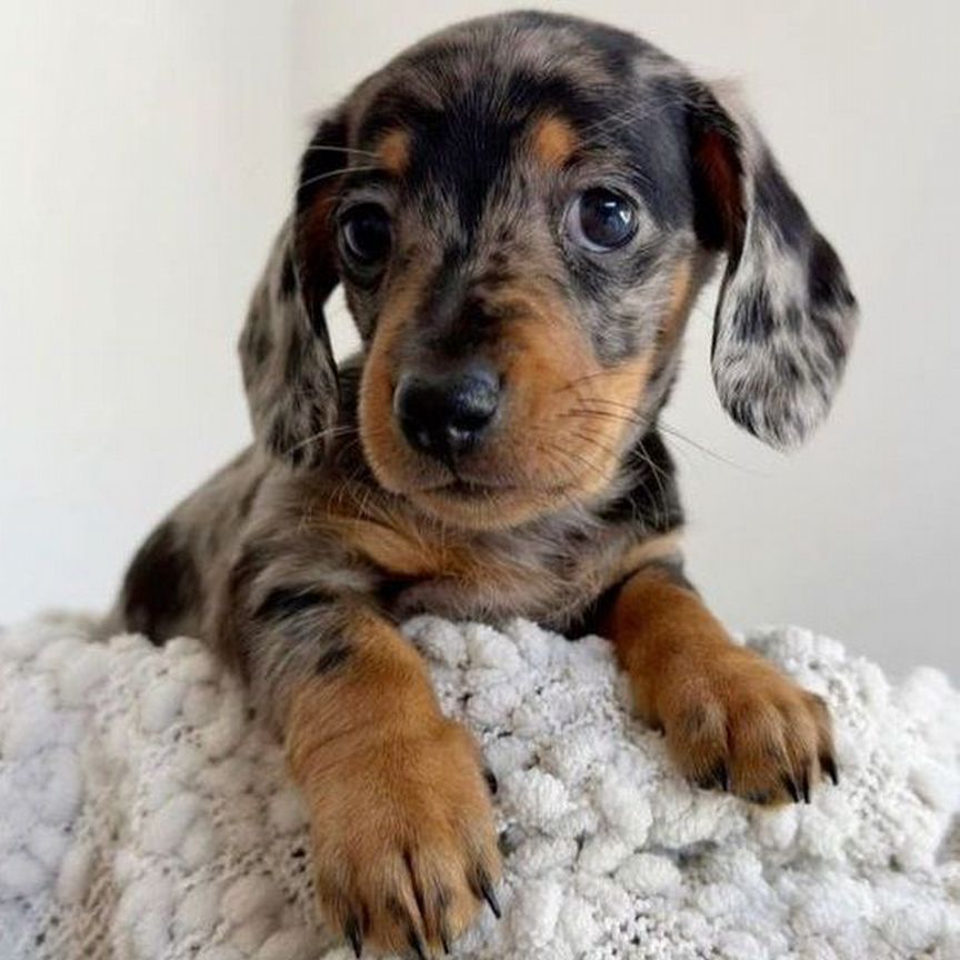 Кроличья такса, щенок