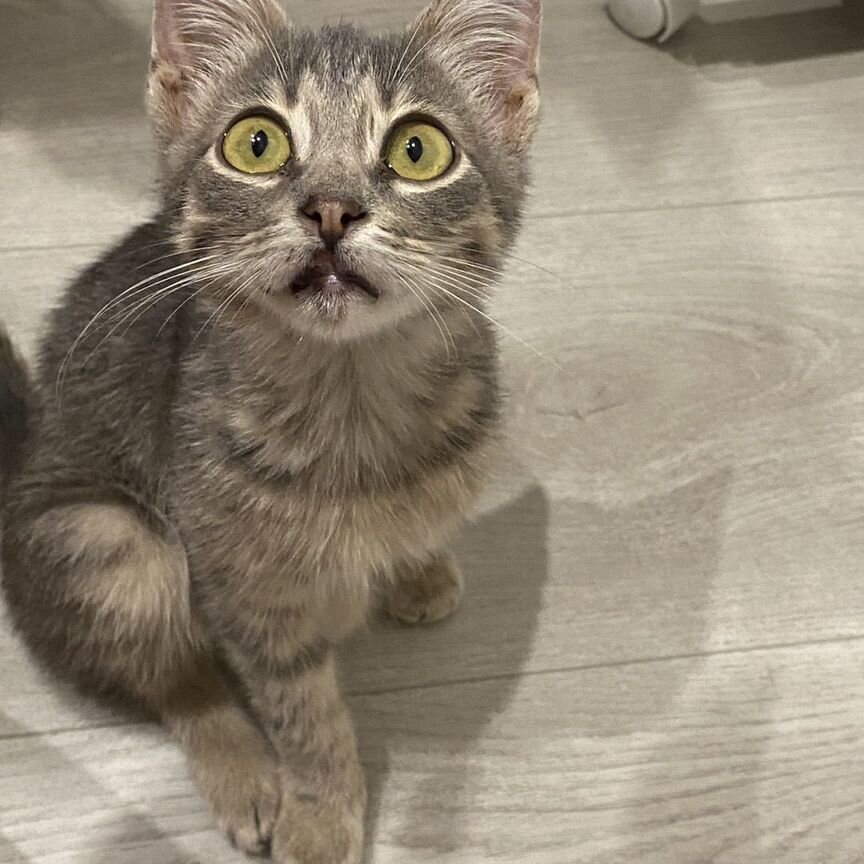 Котенок с заячьей губой