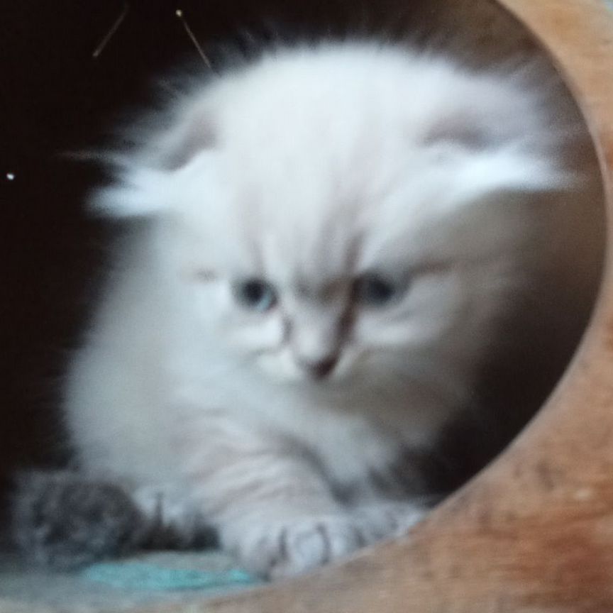 Вислоухие котята