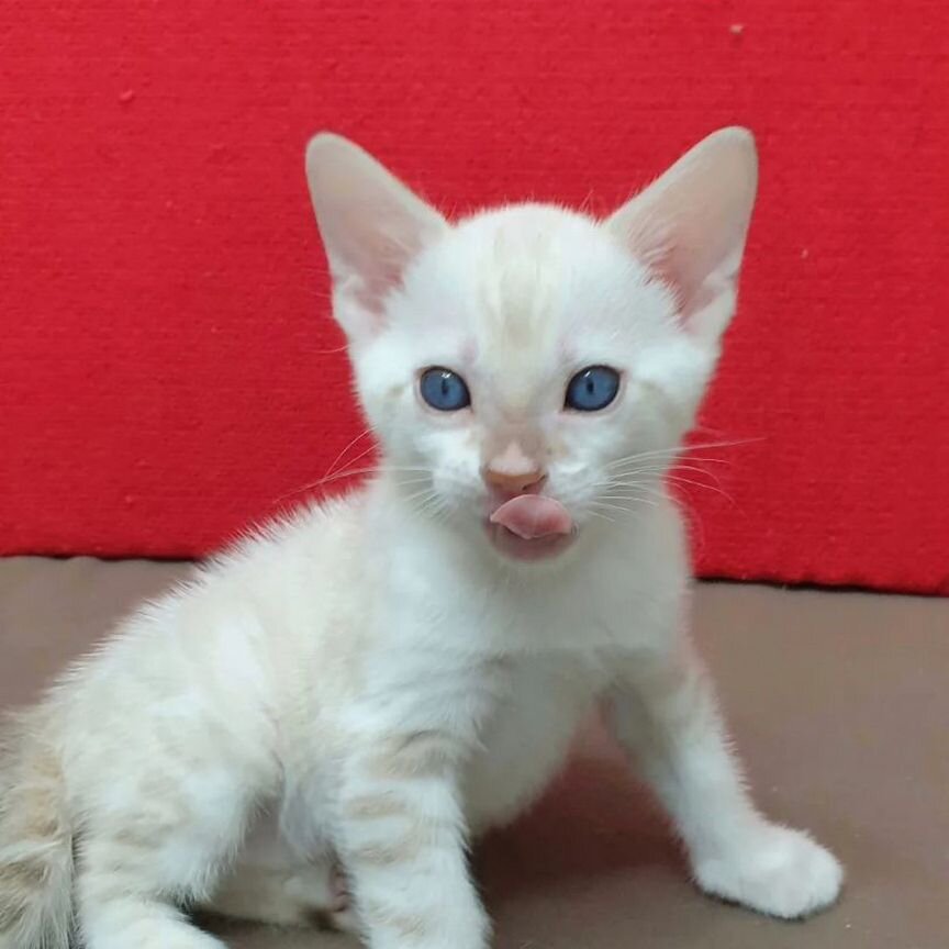 Бенгальские котята