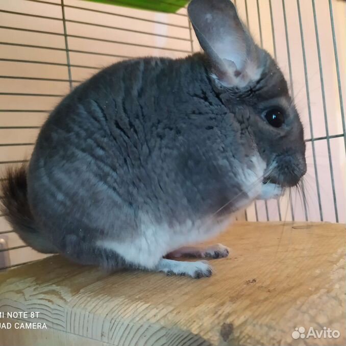 Шушик фиолет породистый мальчик