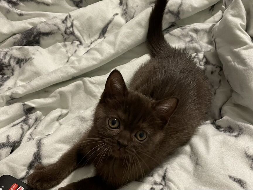 Шотландский котенок