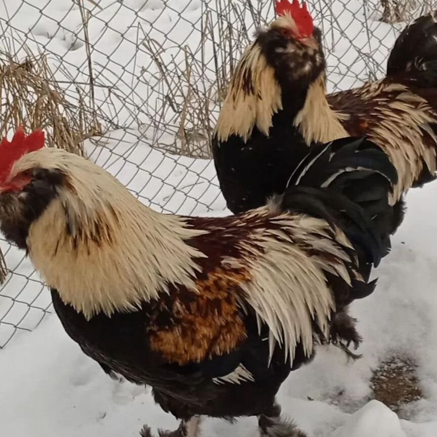 Петух фавероль